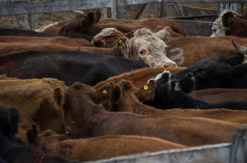 De carne somos: en Argentina, la ganadería vuelve a ser un gran negocio