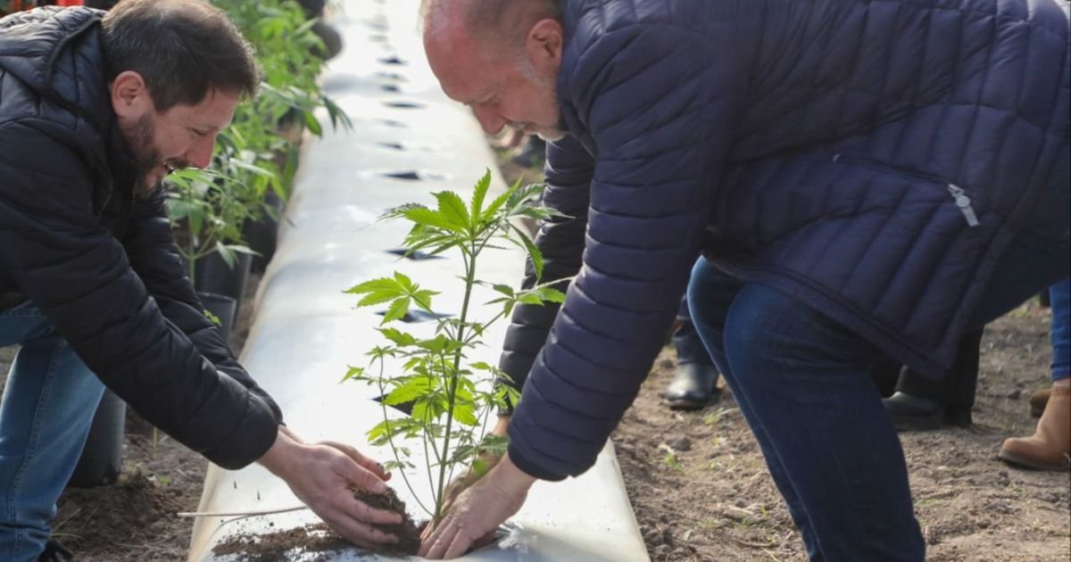 Perotti se planta y le da mecha a la industria del cannabis medicinal